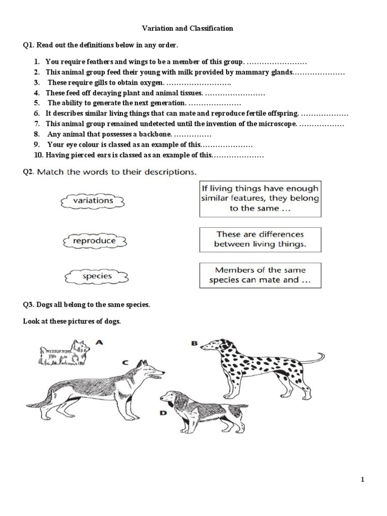 Activity Genetics Pdf Zygosity Dominance Genetics 1338
