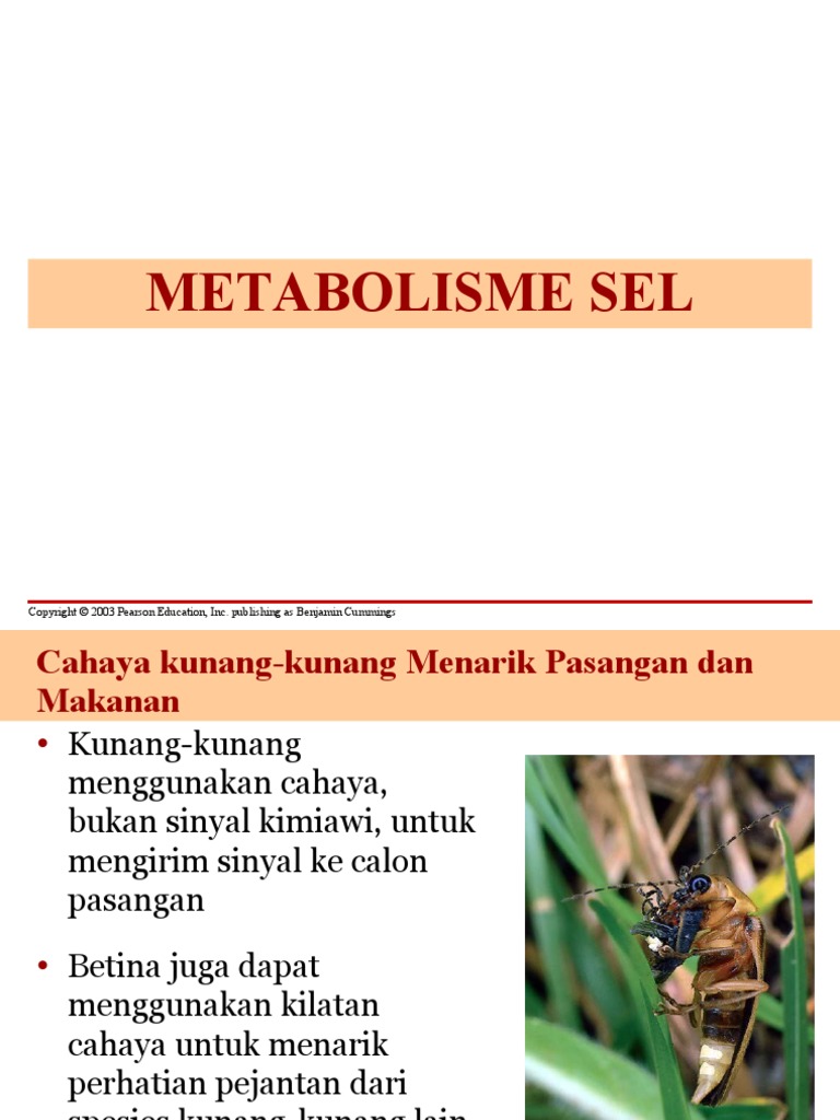 Bagi 'Metabolisme Sel - PPT' | PDF
