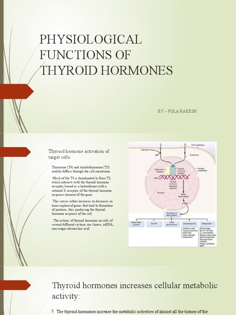 Thyroid Function Pdf – Thyroid Hormones In Humans – WHKRQ