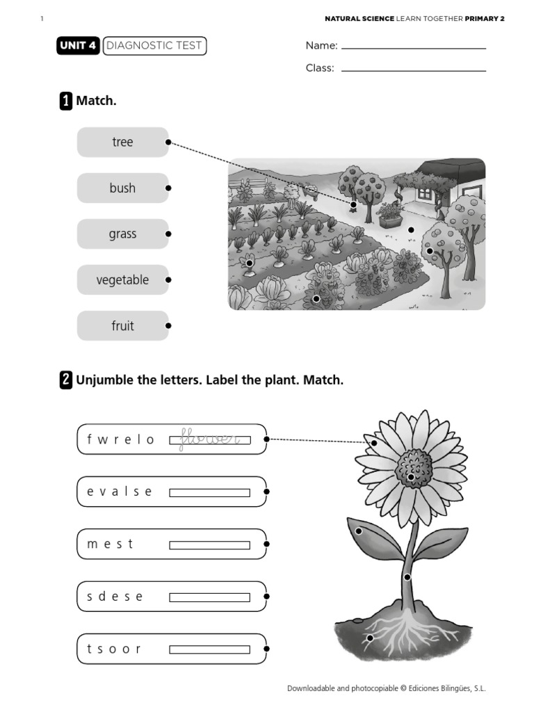 Unit-4-Worksheet 2 Primaria | PDF