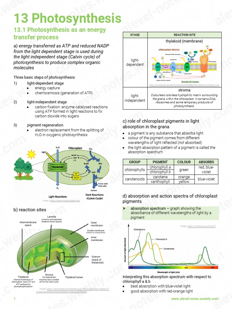 Photosynthesis: Key Processes and Stages | PDF | Photosynthesis ...