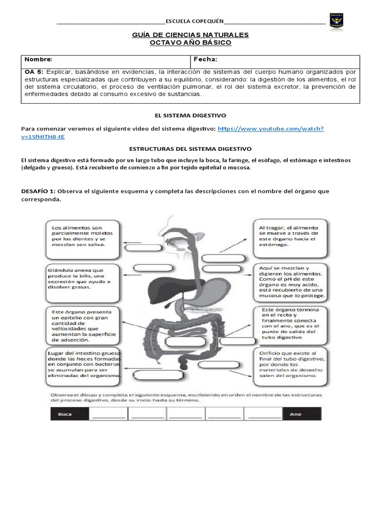 Guia Digestivo | PDF