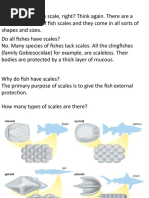 Types and Functions of Fish Scales | PDF | Fish | Aquatic Animals
