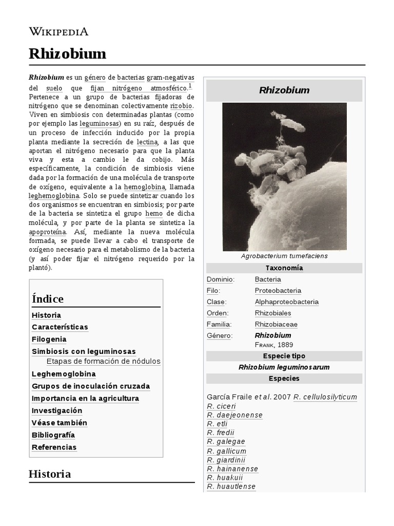 Rhizobium | PDF | Organismos | Biología
