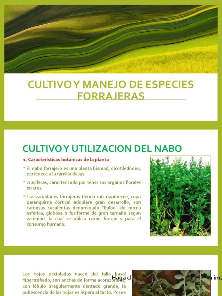 Cultivo y Manejo de Especies Forrajeras-Nabo Forrajero | PDF | Siembra ...