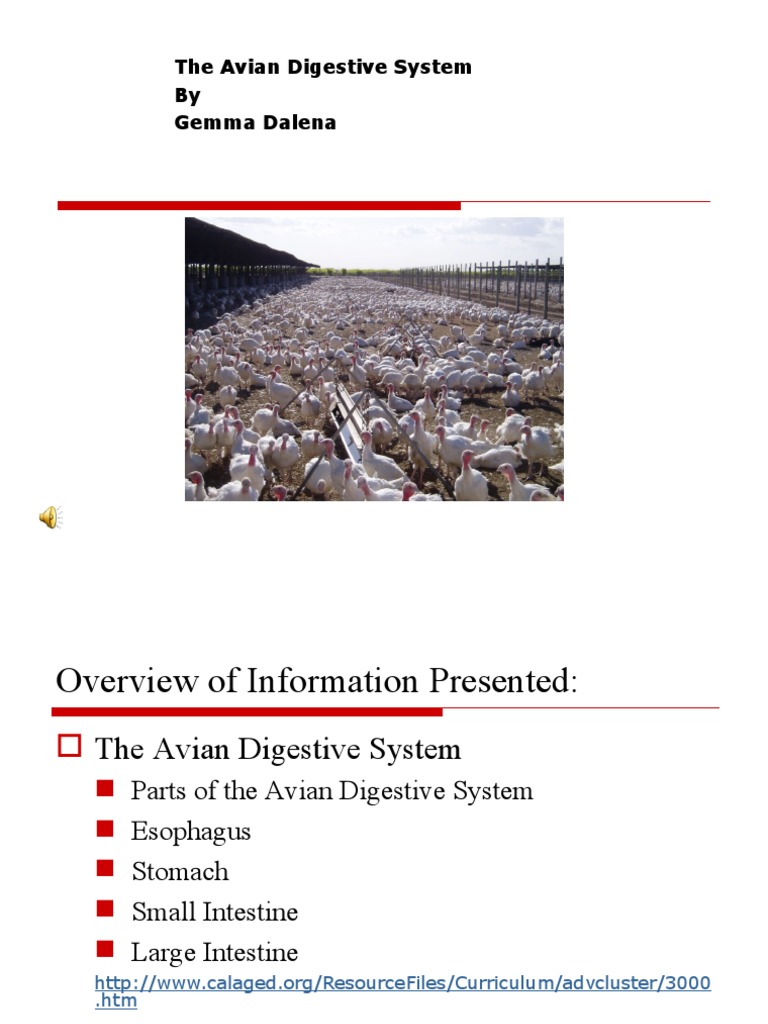 Sistemul Digestiv La Pasari | PDF | Digestion | Gastrointestinal Tract