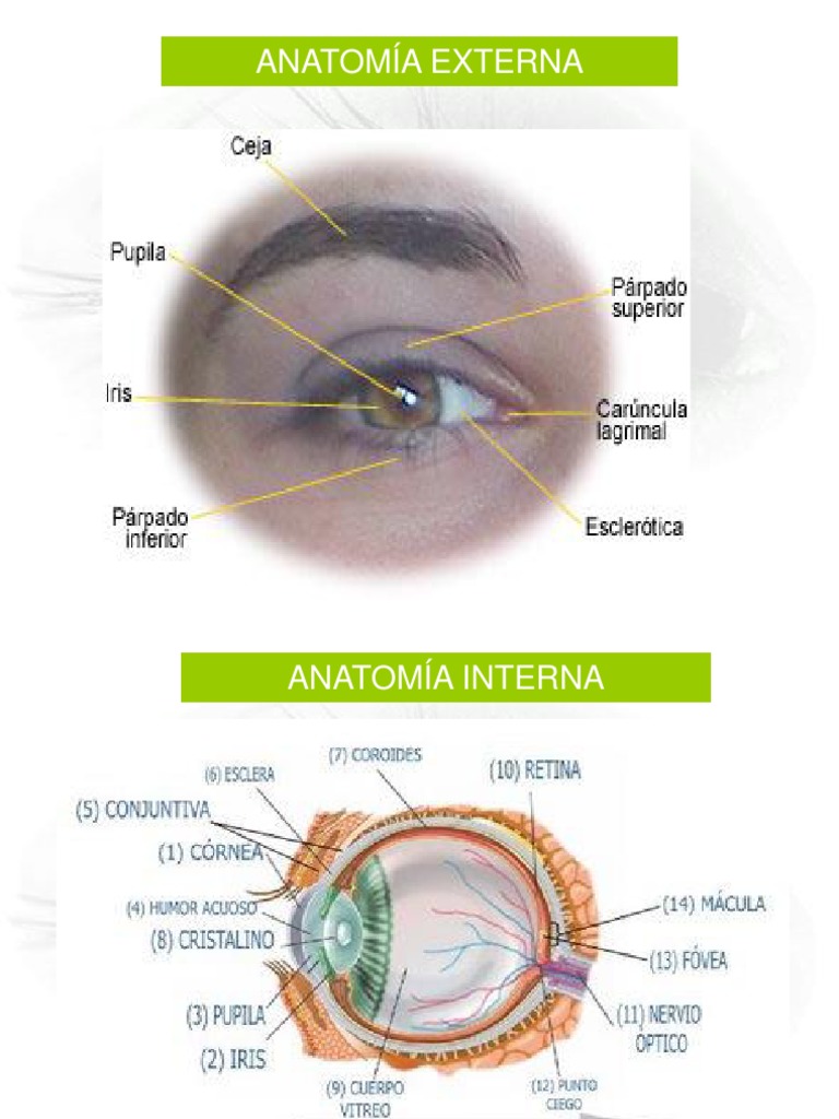 Anatomía y Función del Ojo Humano | PDF | Ojo humano | Percepción visual