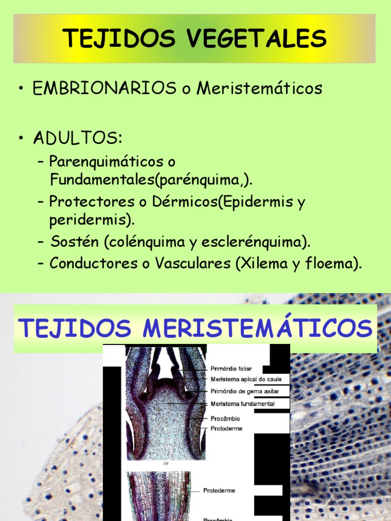 Clase 2 Niveles de Organizacion - Tisular | PDF | Tallo de la planta | Raíz