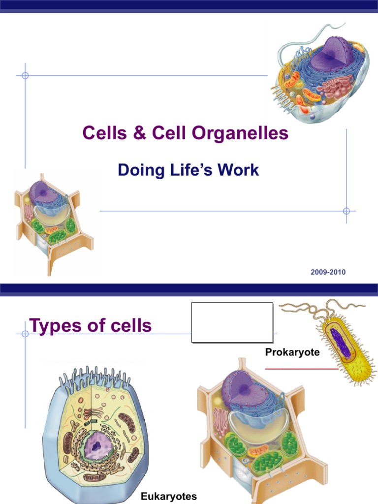 07 Cell Organelles 2009 Print | PDF | Endoplasmic Reticulum | Cell ...