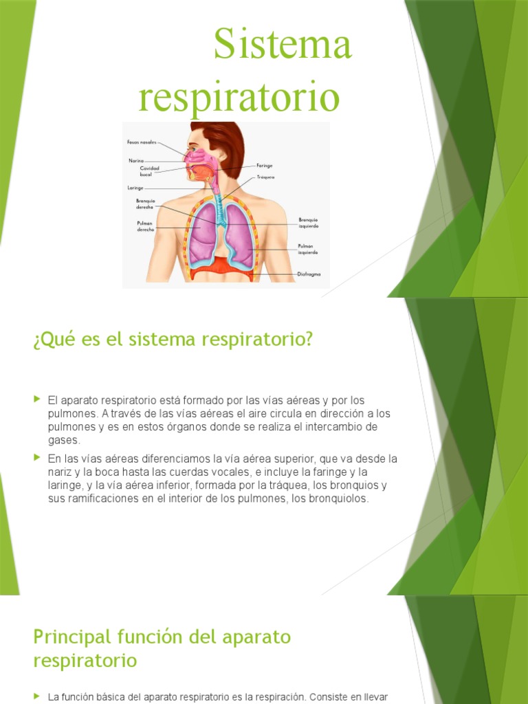 Aparato Respiratorio | PDF | Pulmón | Sistema respiratorio