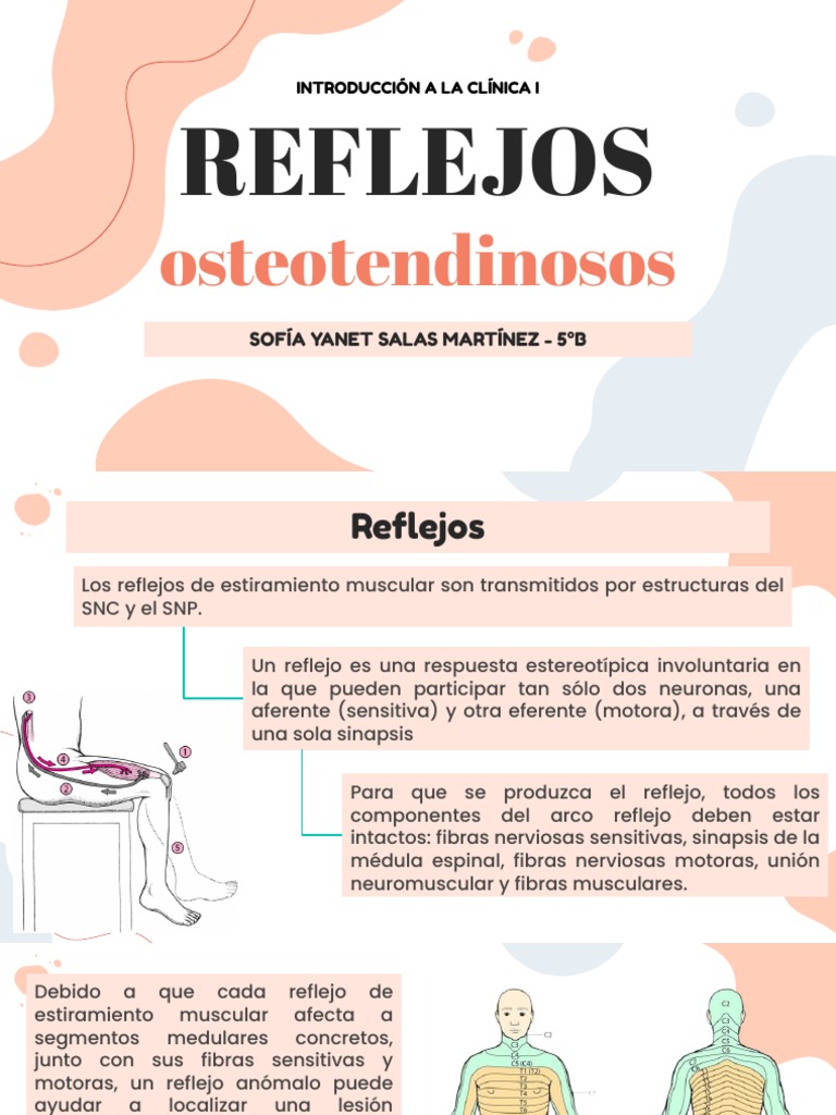Reflejos Osteotendinosos | PDF | Médula espinal | Codo