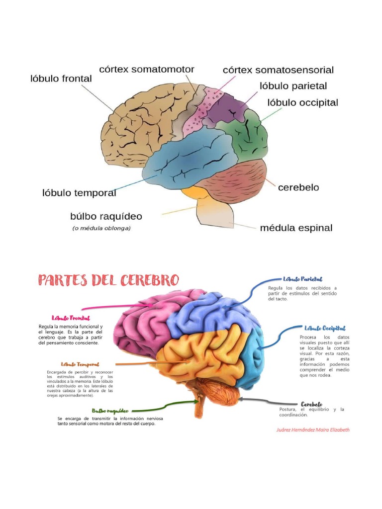 Cerebro Pdf