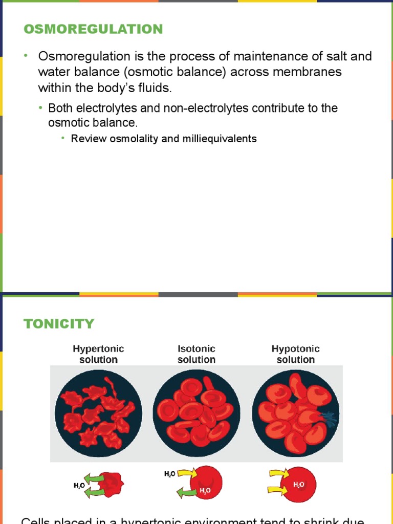 Osmotic Regulation and Excretion | PDF | Kidney | Endocrine System