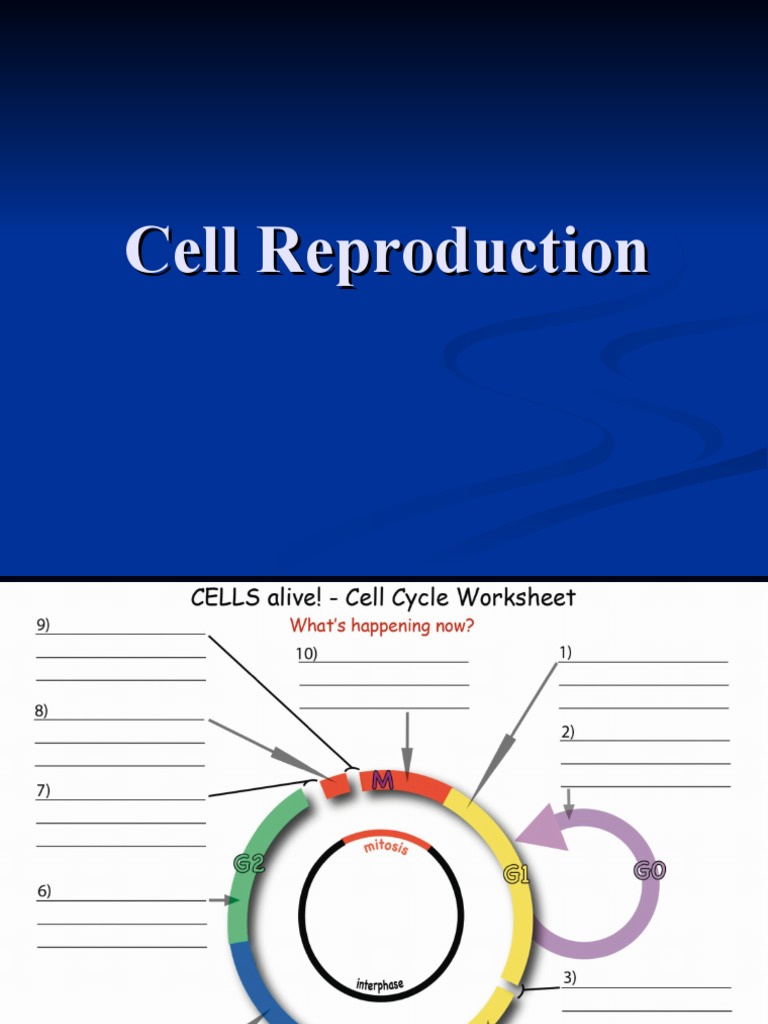 Cell Cycle Student | PDF | Cell (Biology) | Mitosis