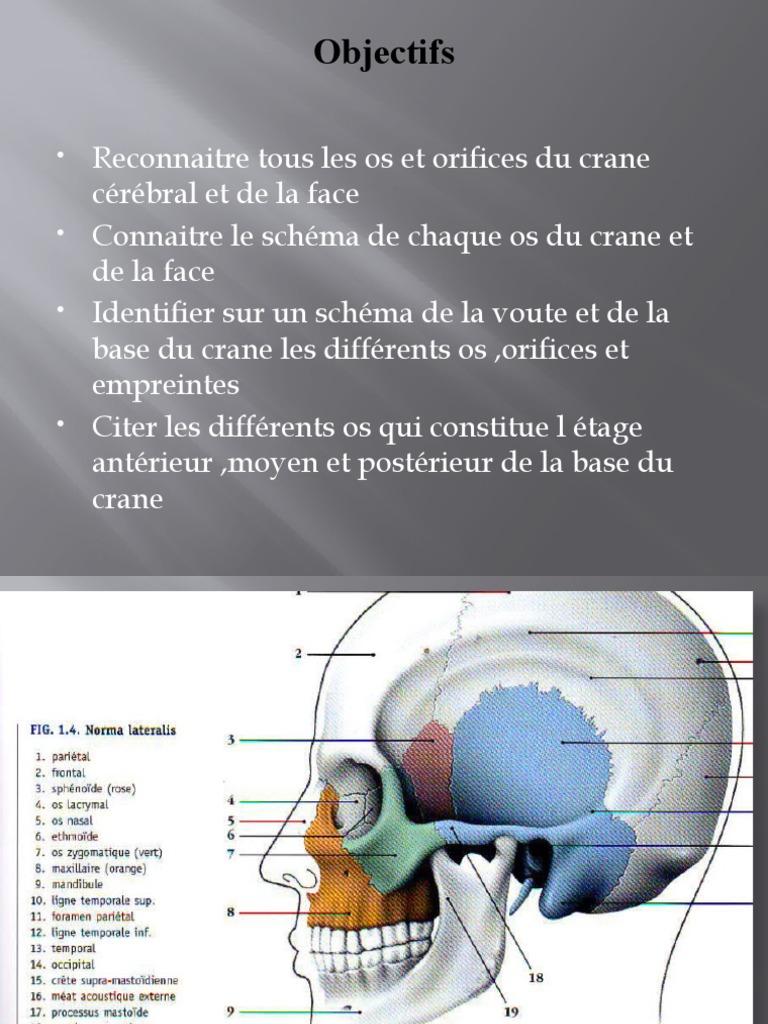 Ostéologie du Crâne et de la Face | PDF | Anatomie | Tête et cou chez l ...