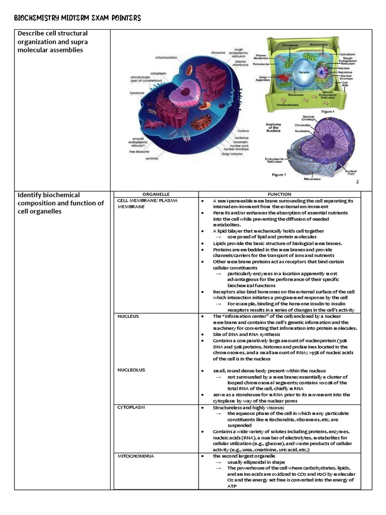 Biochemistry Exam Study Guide | PDF | Cell (Biology) | Proteins