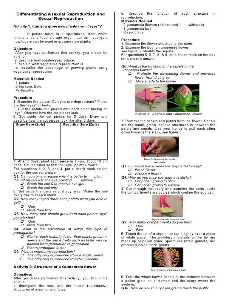 Exploring Plant Reproduction Through Potatoes and Flowers | PDF ...
