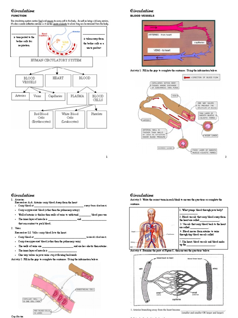 Circulatory System | PDF | Artery | Vein