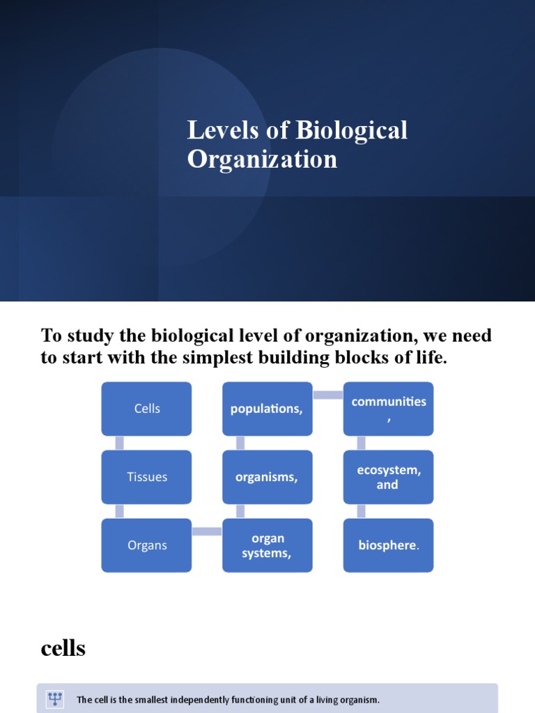 Levels of Biological Organization | Download Free PDF | Tissue (Biology ...