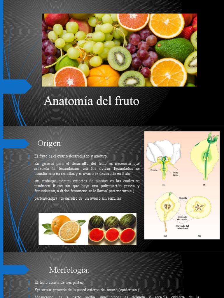 Anatomía Del Fruto | PDF | Fruta | Reproducción de plantas