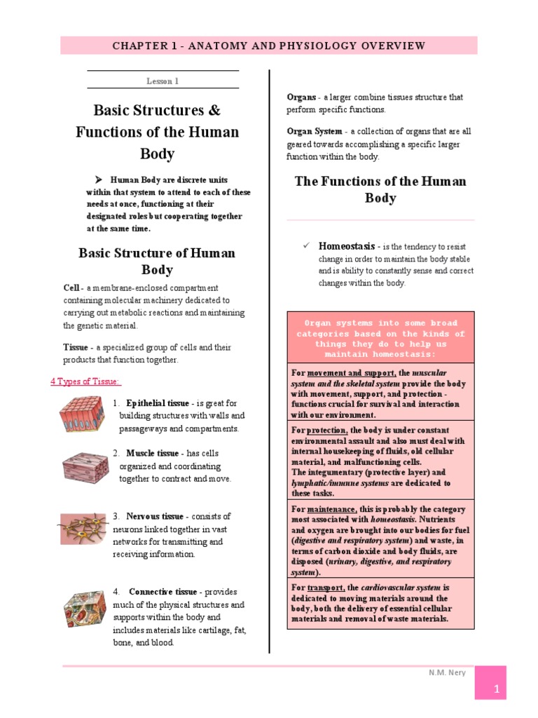 CHAPTER 1. Anatomy and Physiology Overview | PDF | Anatomical Terms Of Location | Human Body