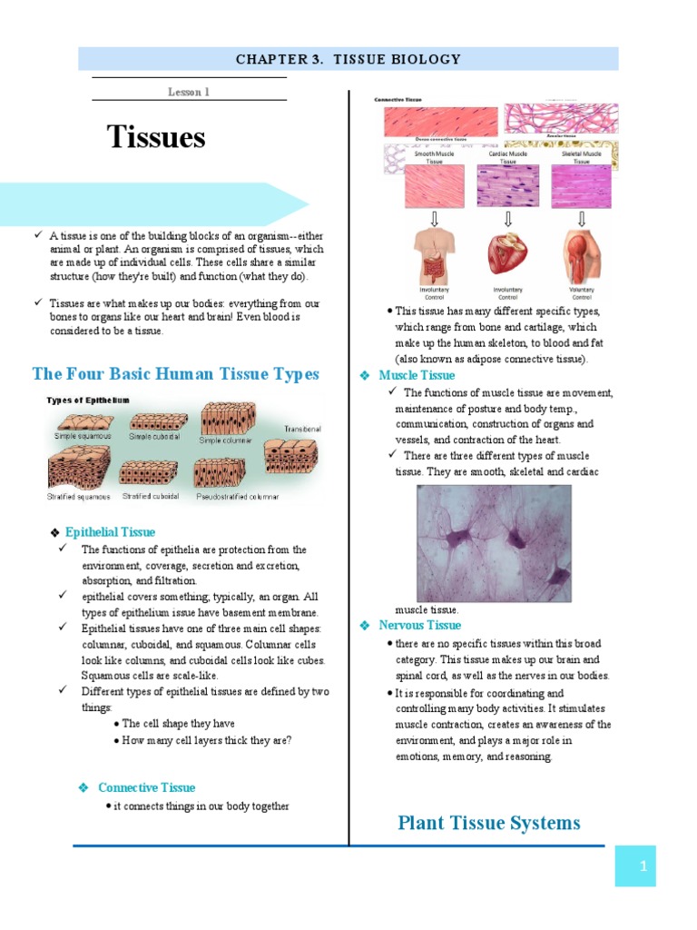 Tissue Biology Chapter Summary | PDF | Epithelium | Connective Tissue
