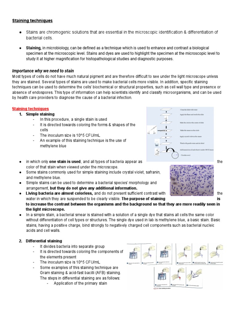 Staining-techniques | PDF | Staining | Gram Positive Bacteria