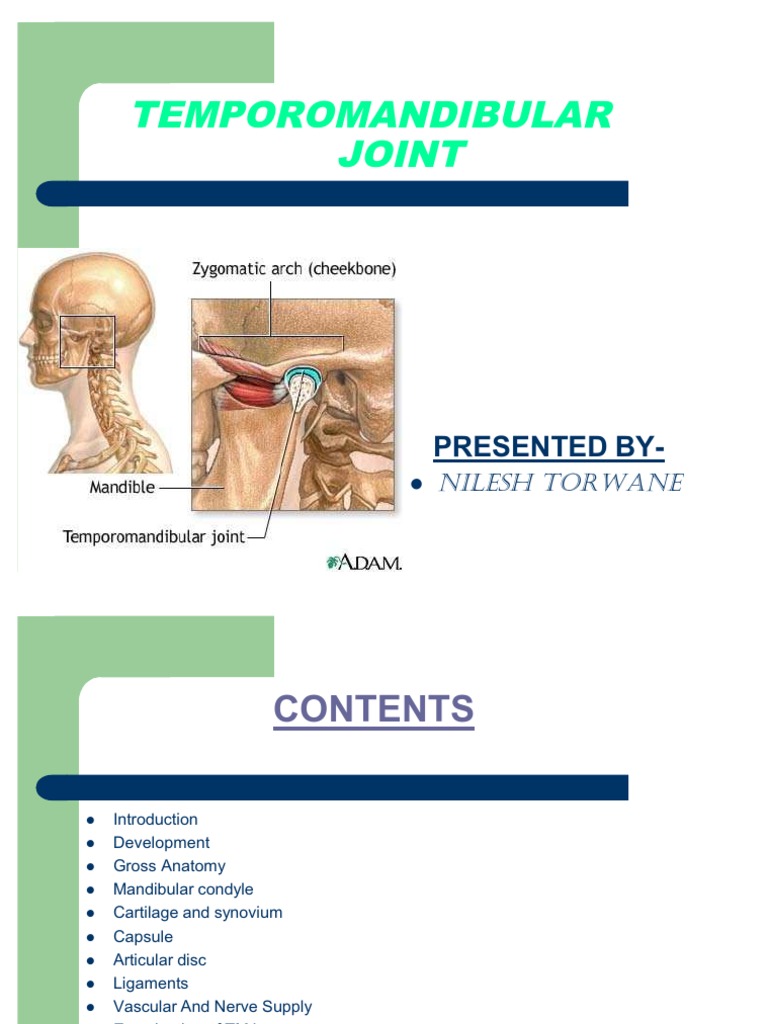 TMJ Complete | PDF | Musculoskeletal System | Primate Anatomy