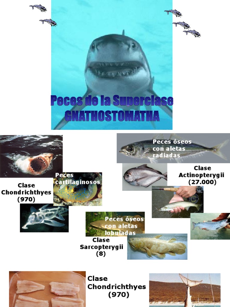 Clasificación de Peces: Cartilaginosos y Óseos | PDF | Zoología | Anatomía