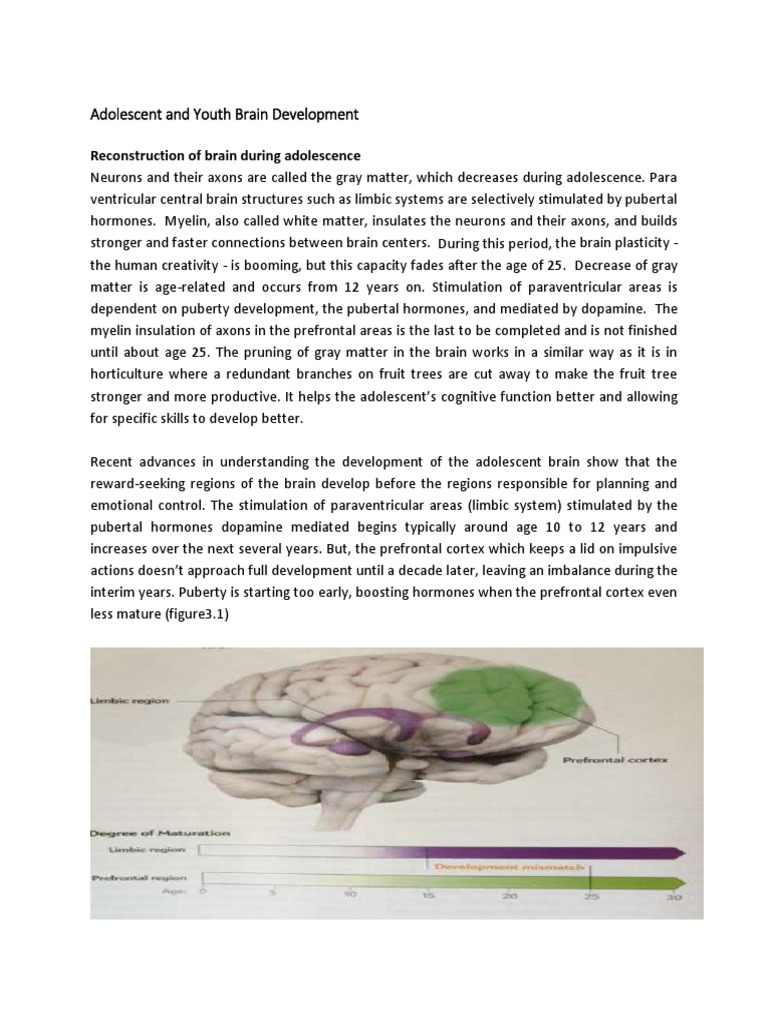 Adolescent and Youth Brain Development | PDF | Adolescence | Brain