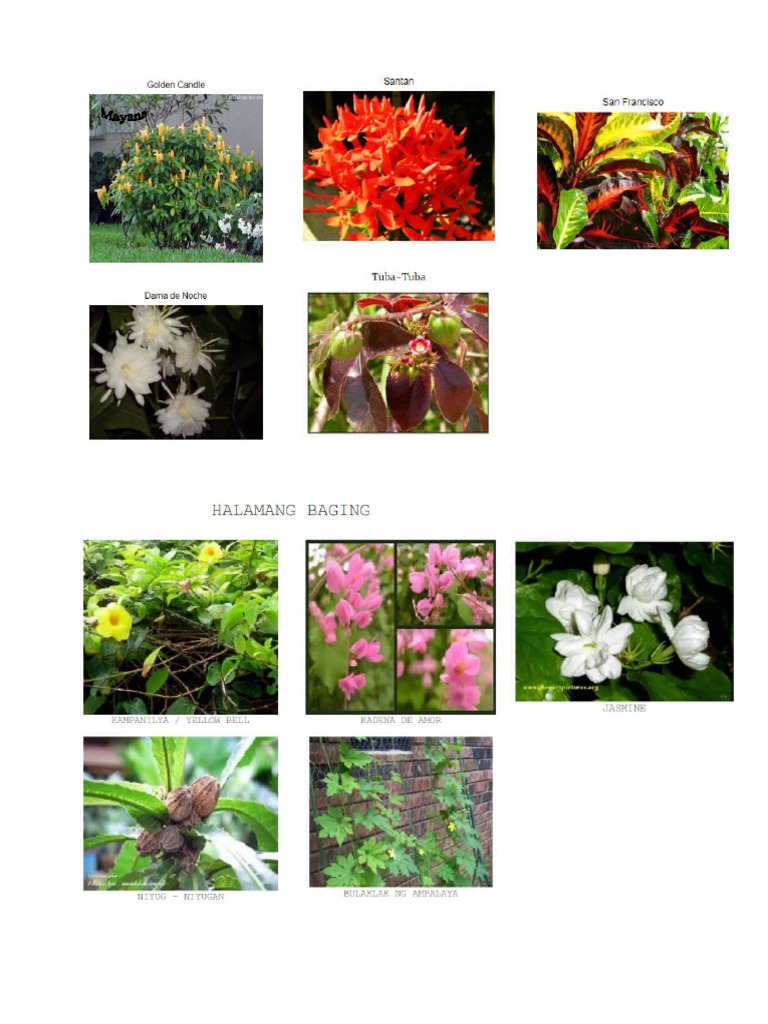 Halamang Baging, Pulumpon, Bulaklak, Dahon | PDF