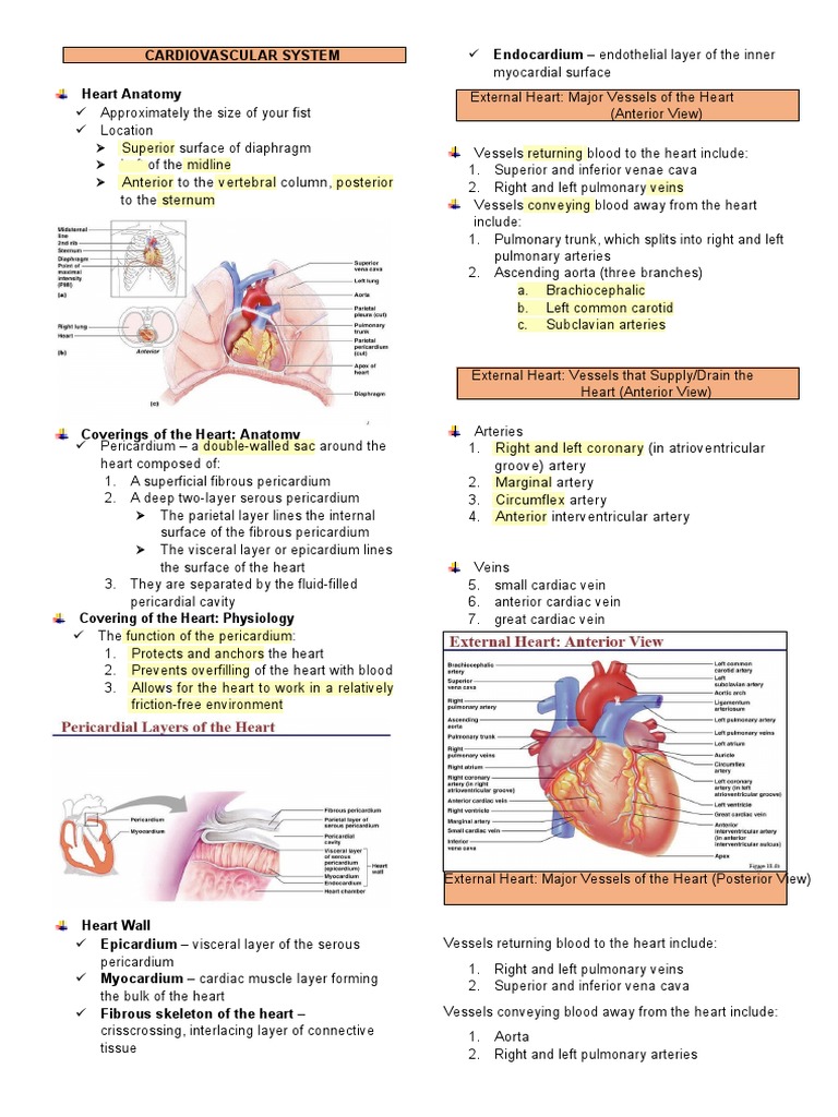 Cardiovascular System | PDF | Heart | Atrium (Heart)