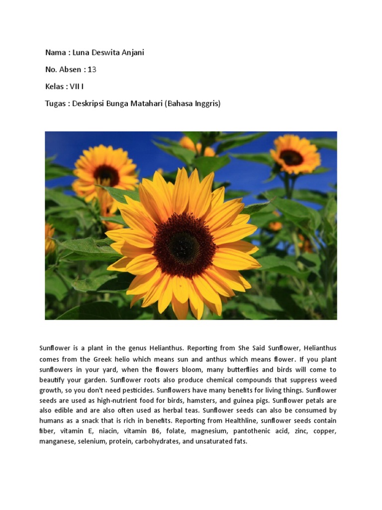 Bunga Matahari | PDF | Science & Mathematics