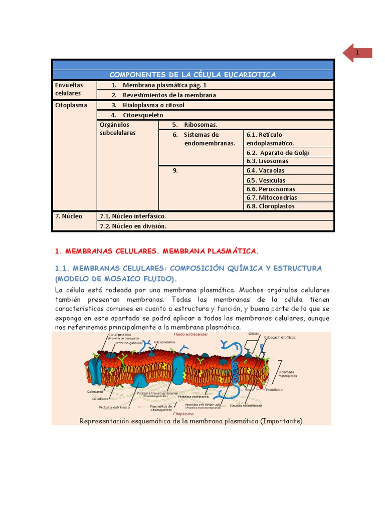 Bloque 2 (II) Componentes de La Célula Eucariota. | PDF | Membrana ... Bloque 2 (II) Componentes de La Célula Eucariota. | PDF | Membrana ...