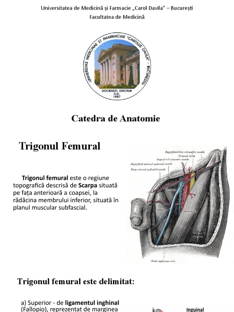 Trigonul Femural | PDF