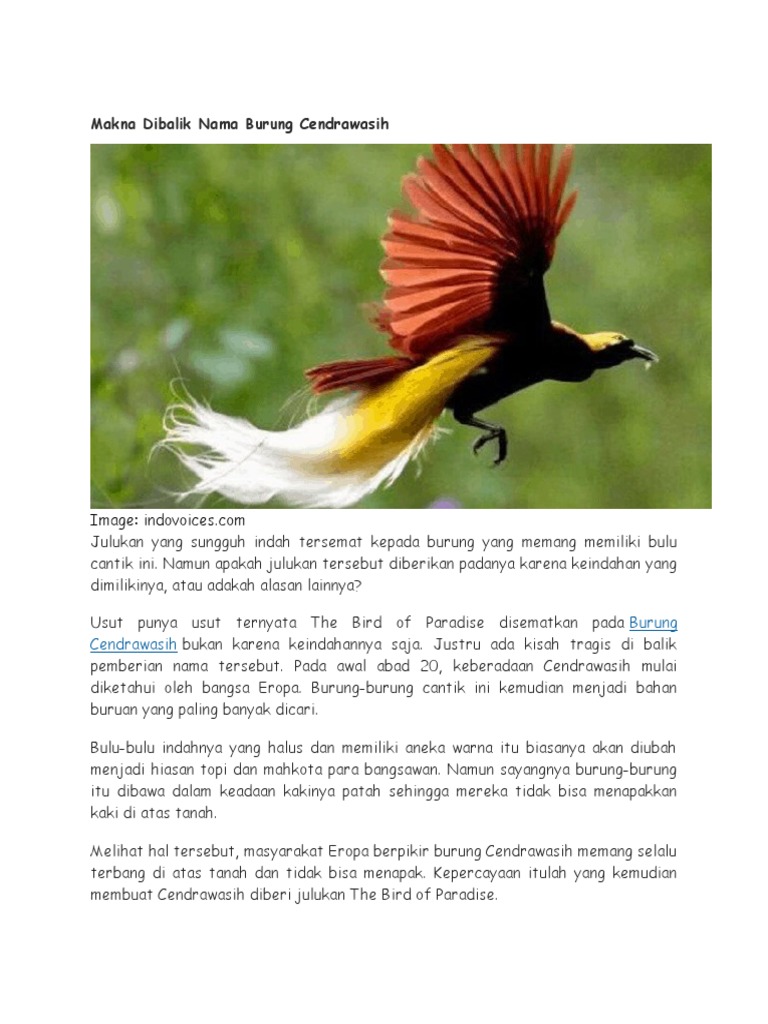 Burung Cendrawasih | PDF