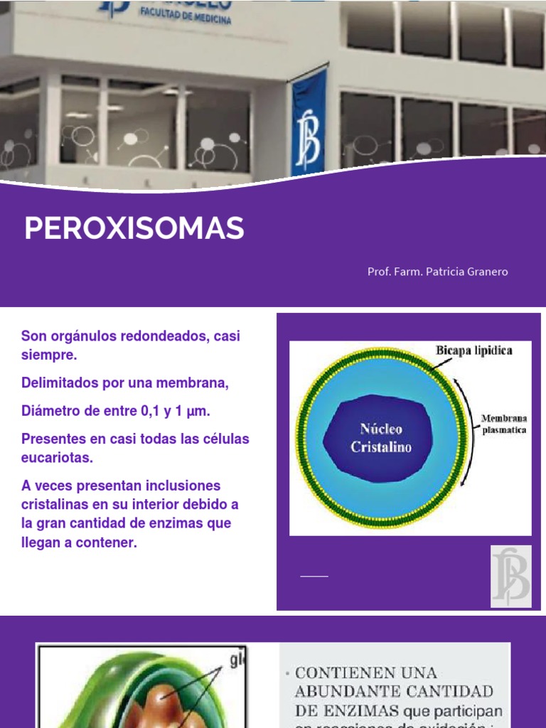 PEROXISOMAS | PDF | Membrana celular | Biología Celular)