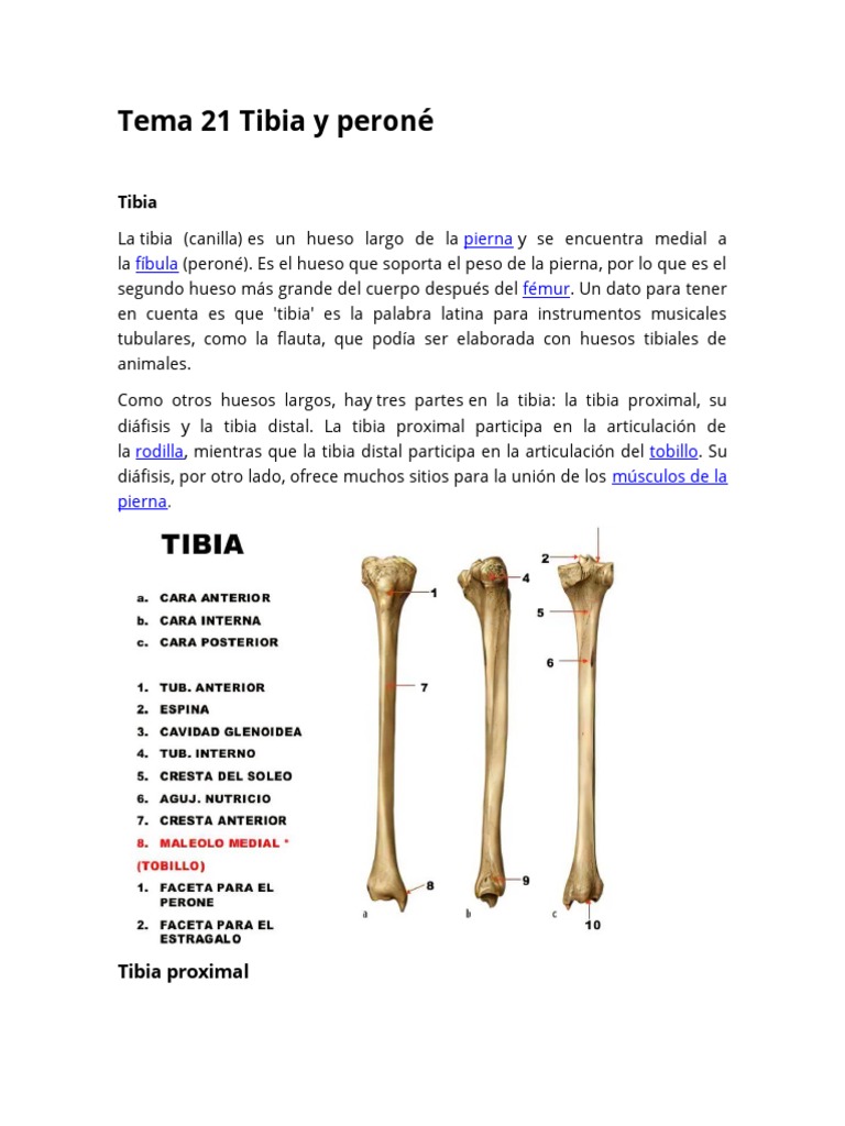 Yema 21 Tibia y Perone | PDF | Rodilla | Articulación