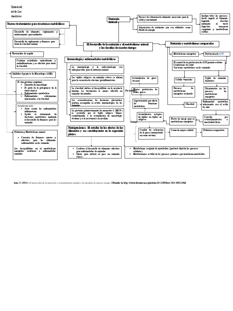 Mapa Mental Nutrición y Metabolismo Animal | PDF | Tejido adiposo | Metabolismo