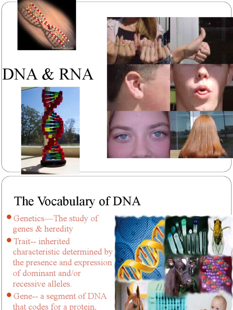 DNA and RNA | PDF