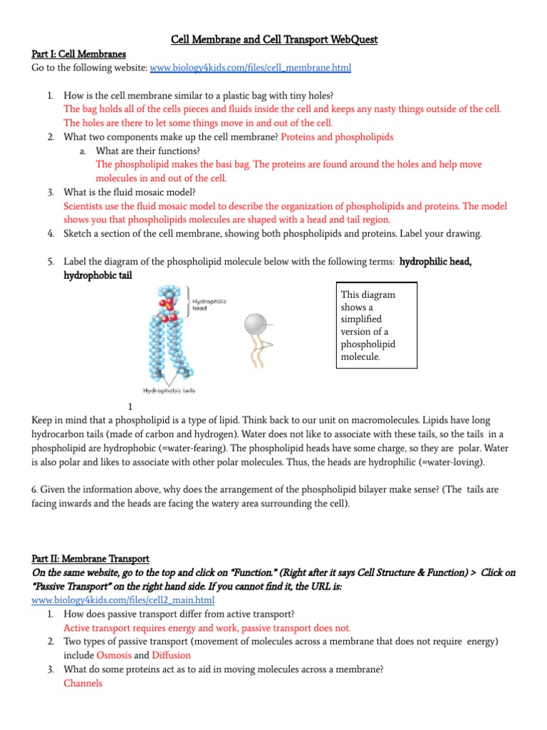 Membrane-Transport Webquest | PDF | Lipid Bilayer | Cell Membrane