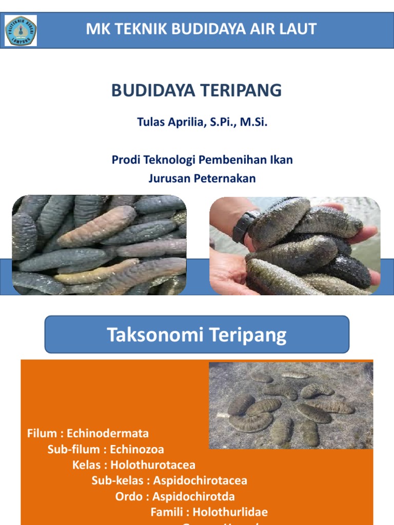 Budidaya Teripang: Teknik dan Lokasi Ideal | PDF