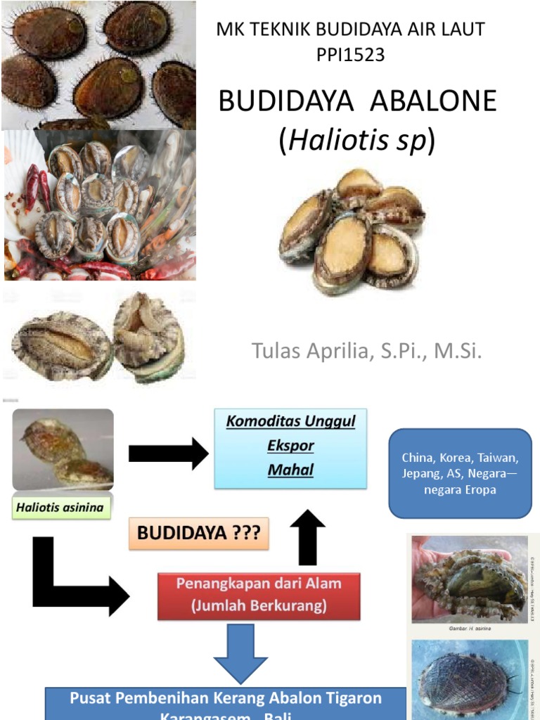 ABALONE | PDF | Sains & Matematika