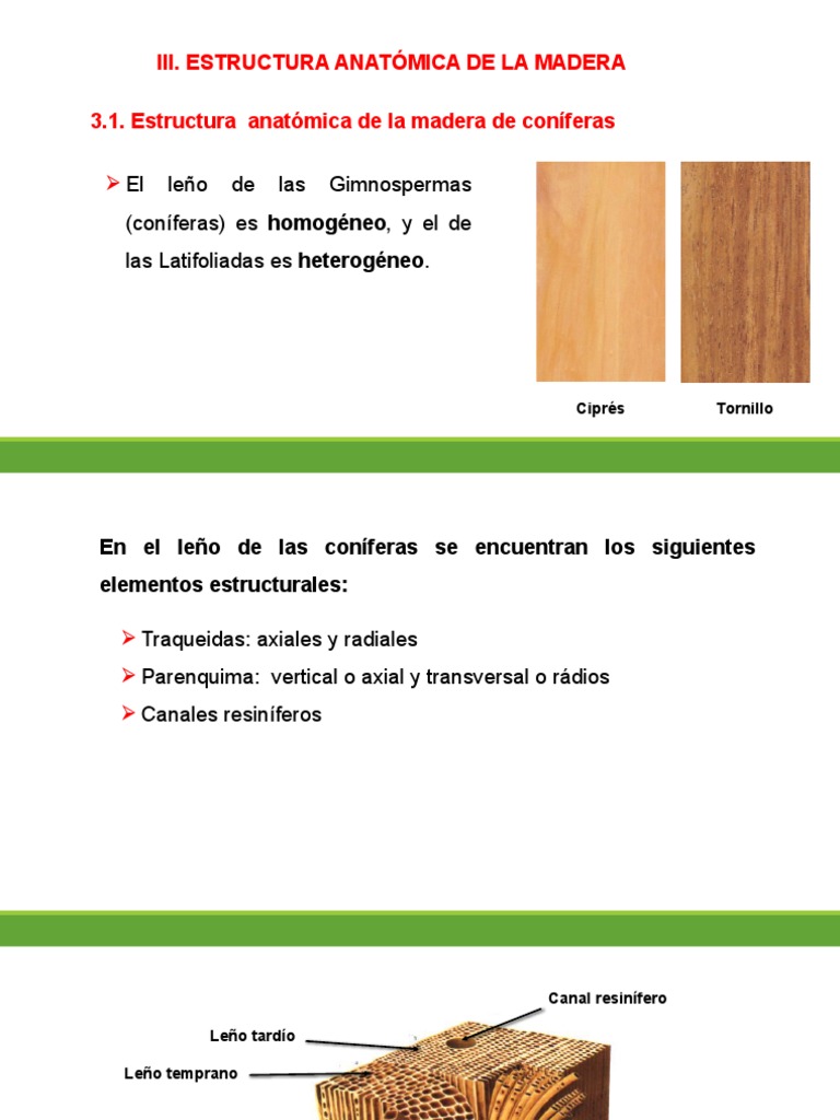 Estructura Anatomica de La Madera | PDF | Madera | Tallo de la planta