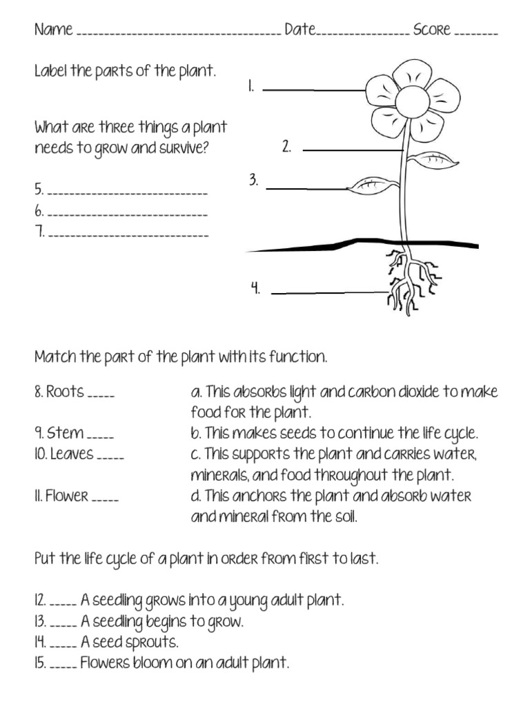 Partsofaplantandlifecycletest 1 | PDF | Home & Garden