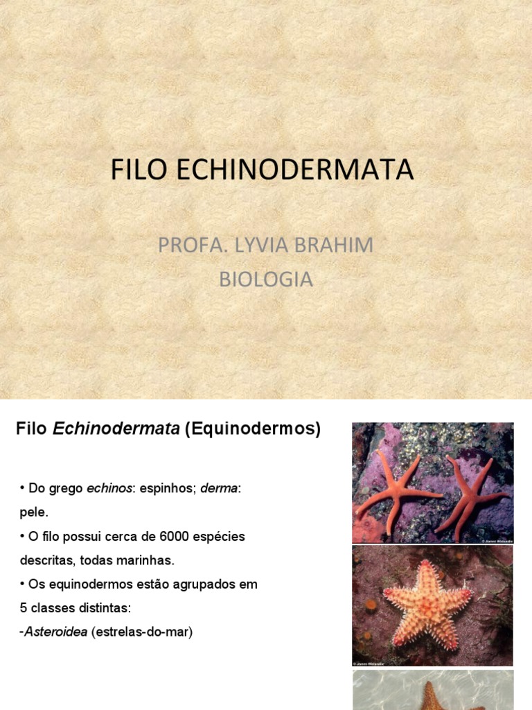 Reino Animal - Filo Equinodermos | PDF | Organismos