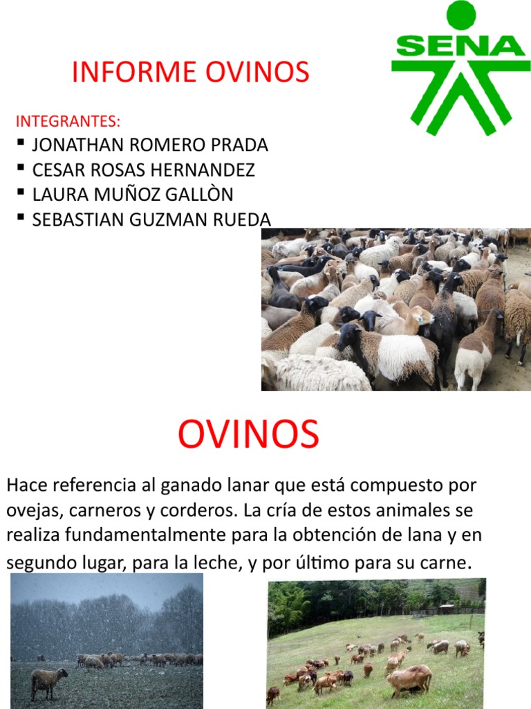 Manejo Reproductivo de Ovinos | PDF | Cocina, comidas y vino | Salud y ...