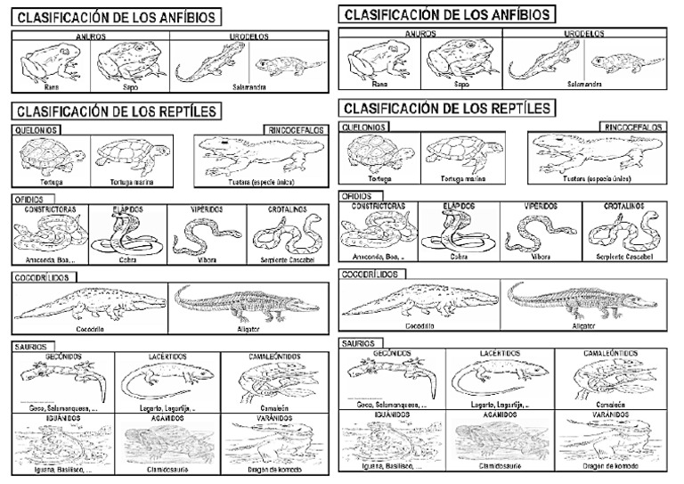 Anfibios Tarea 1 Sec | PDF
