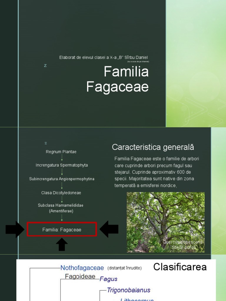 Familia Fagaceae | PDF