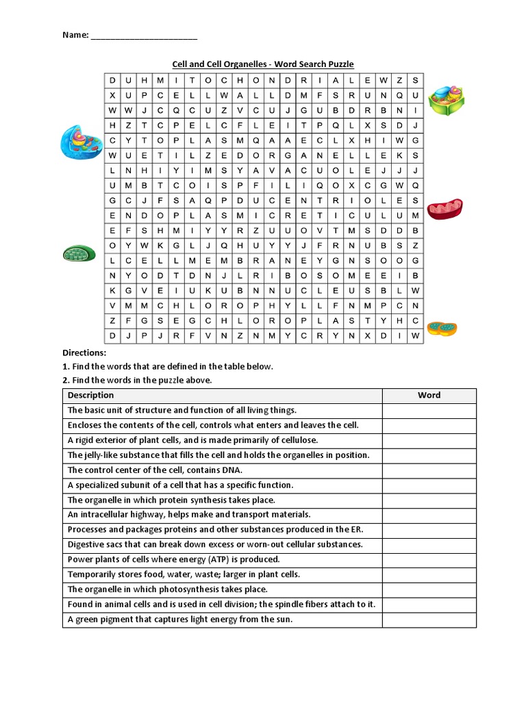 Cell Organelles Word Search Puzzle | PDF | Cell (Biology) | Endoplasmic ...